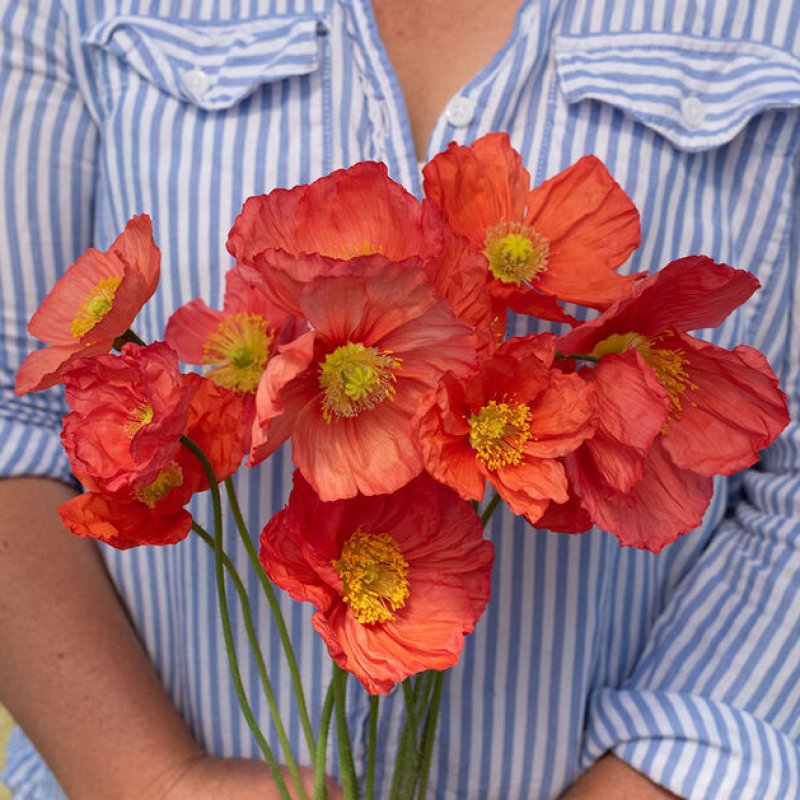 Islandsvallmo - Papaver nudicaule "Champagne Bubbles Pink"