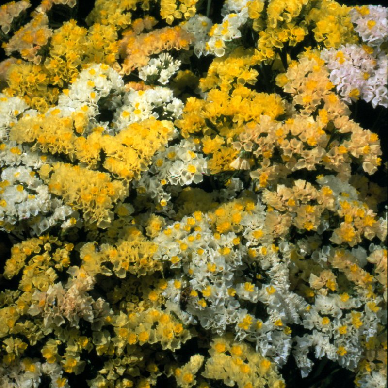 Risp - Limonium sinuatum "Forever Moonlight" - Fröer