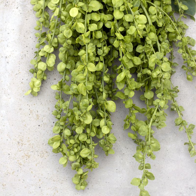 Trädgårdsmålla - Atriplex hortensis "Green Plume" - Fröer