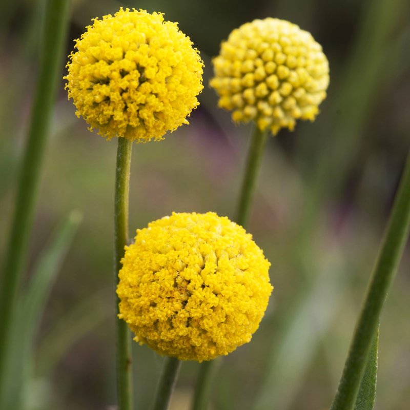 Solboll - Craspedia globosa 