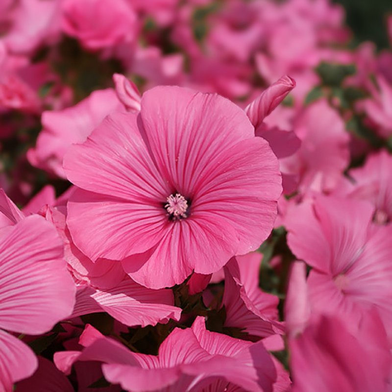 (COMING SOON) Annual Mallow - Lavatera trimestris "Silver