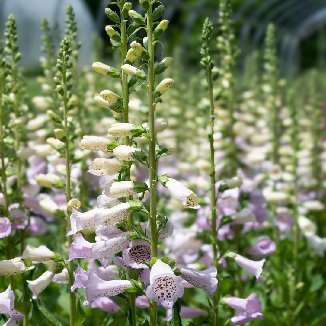 Digitalis hybrid "Camelot Lavender" - Seeds - Daysingray.se